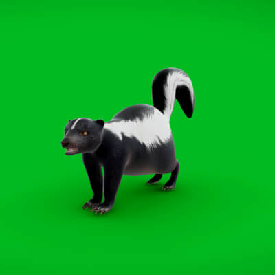 Striped Skunk - 3D Model by Nyilonelycompany