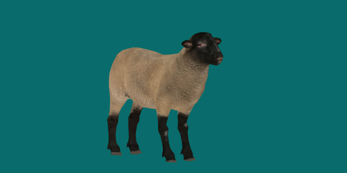 Suffolk Sheep - 3D Model by Nyilonelycompany