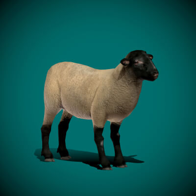 Suffolk Sheep - 3D Model by Nyilonelycompany