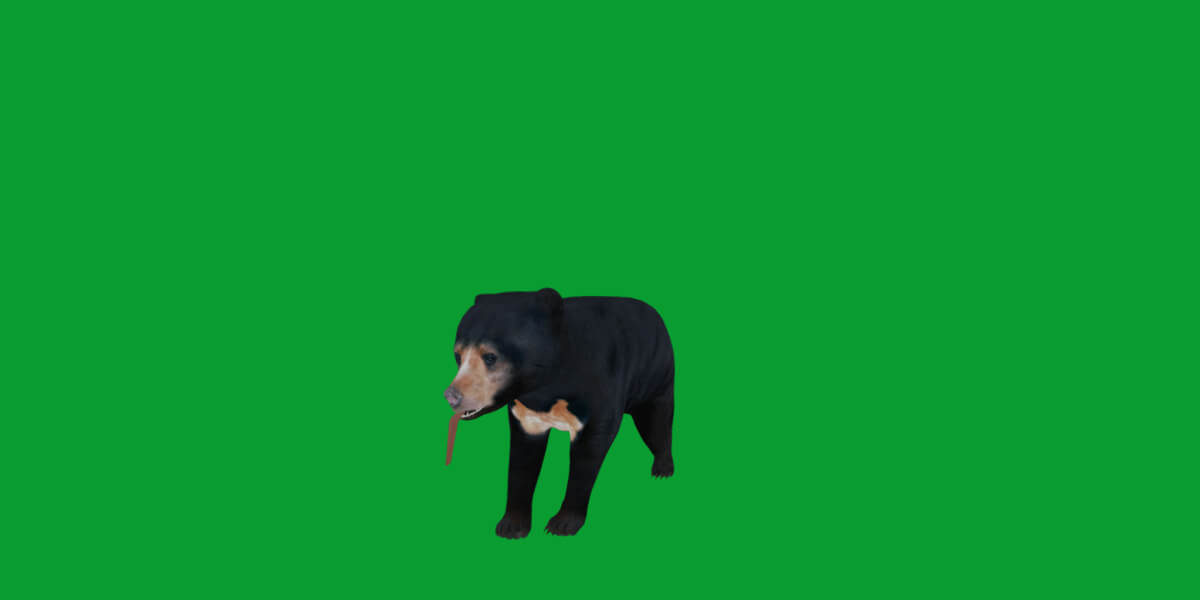 Sun Bear Animal - 3D Model by Nyilonelycompany