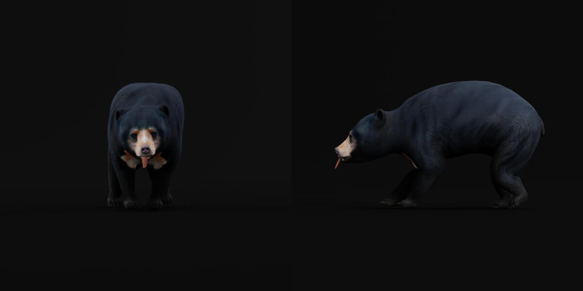 Sun Bear Animal - 3D Model by Nyilonelycompany