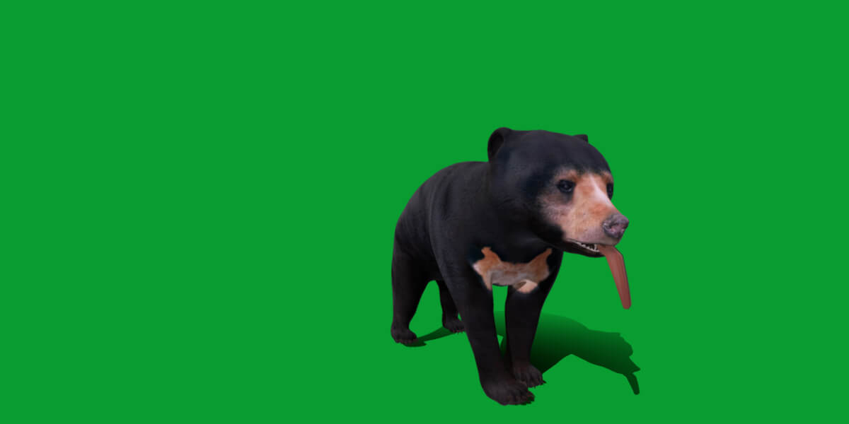Sun Bear Animal - 3D Model by Nyilonelycompany