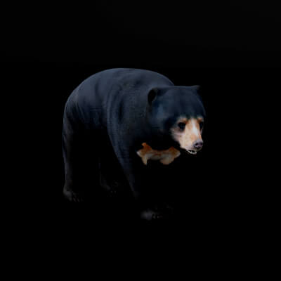 Sun Bear Animal - 3D Model by Nyilonelycompany