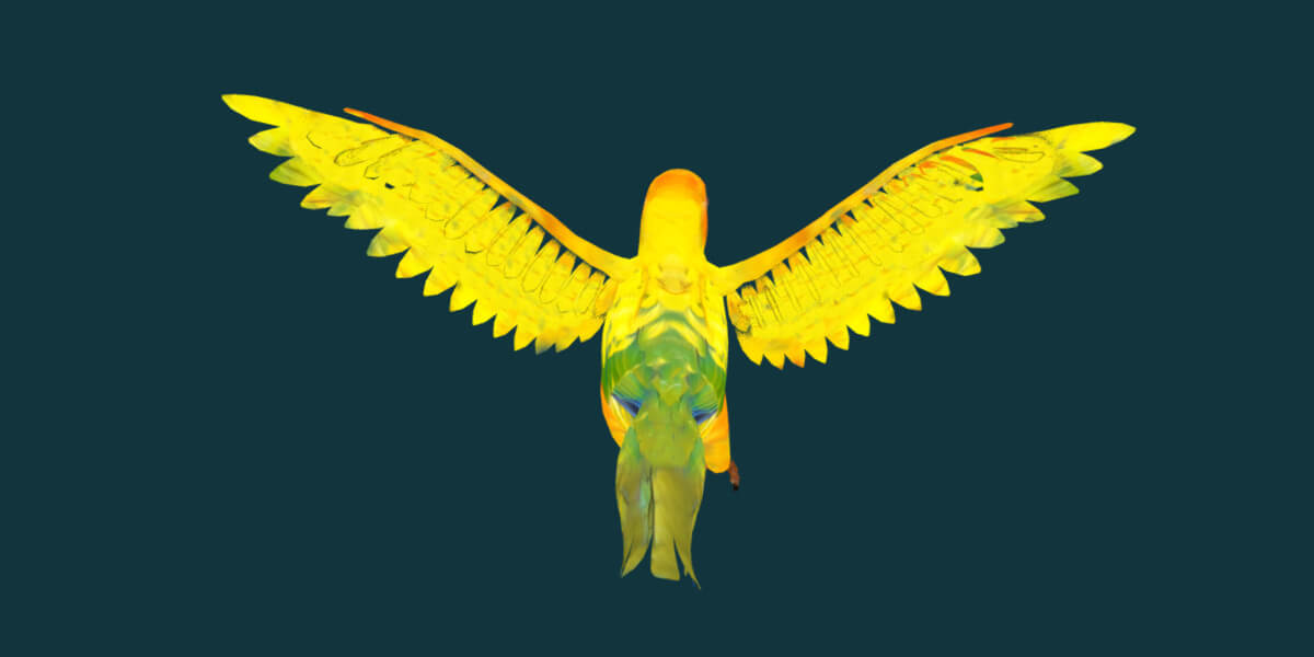 Sun Conures Parakeet Bird - 3D Model by Nyilonelycompany