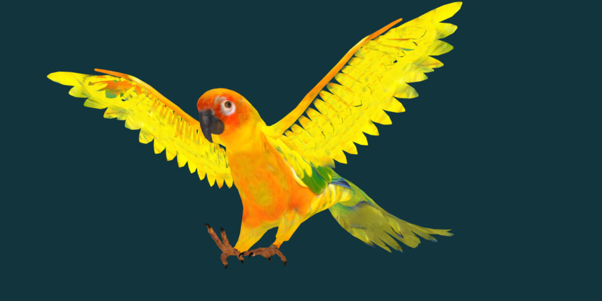 Sun Conures Parakeet Bird - 3D Model by Nyilonelycompany