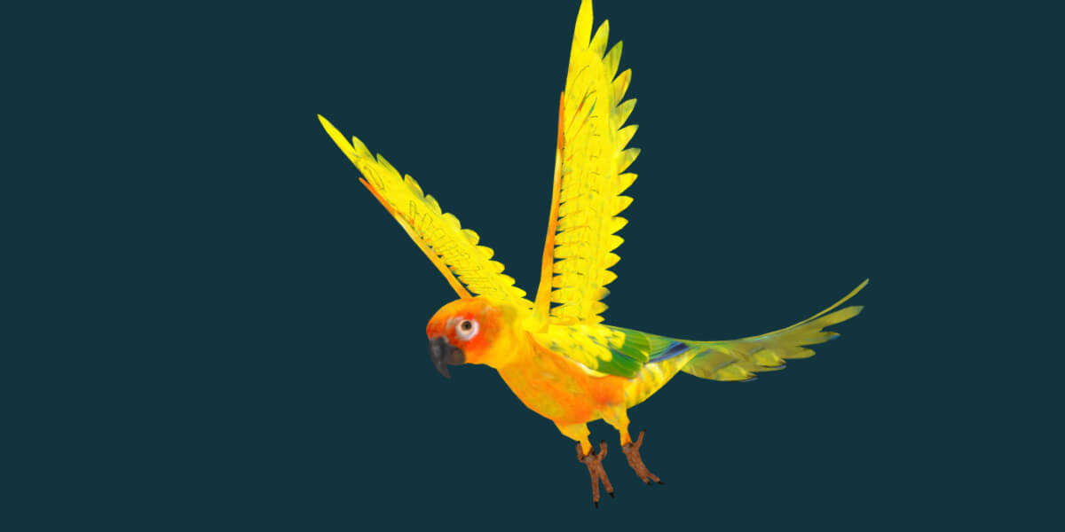 Sun Conures Parakeet Bird - 3D Model by Nyilonelycompany