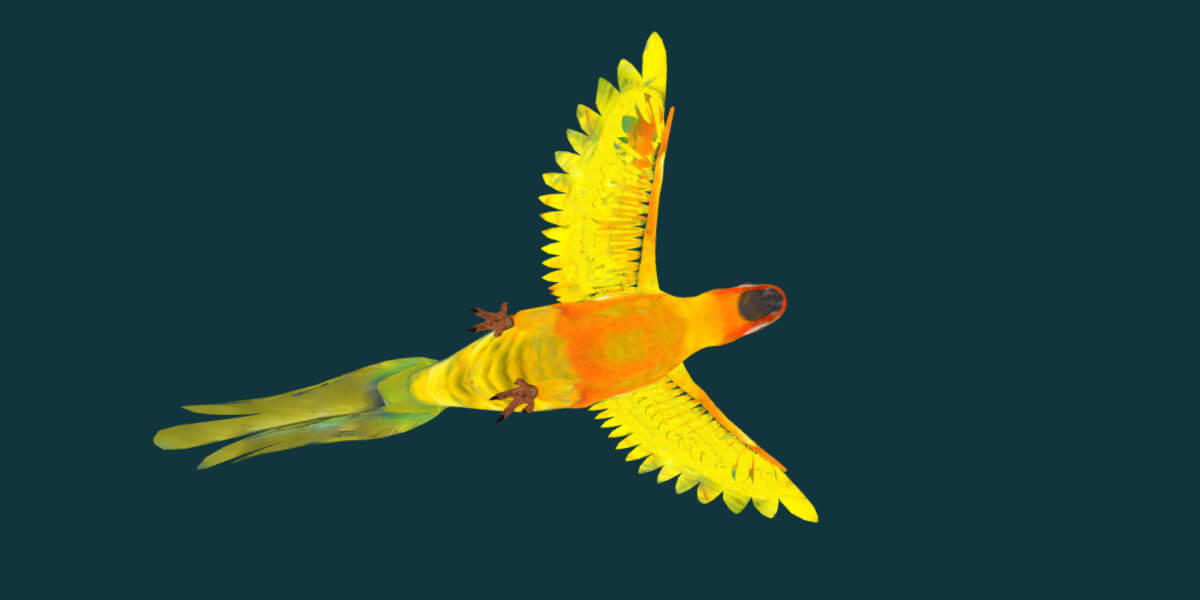 Sun Conures Parakeet Bird - 3D Model by Nyilonelycompany