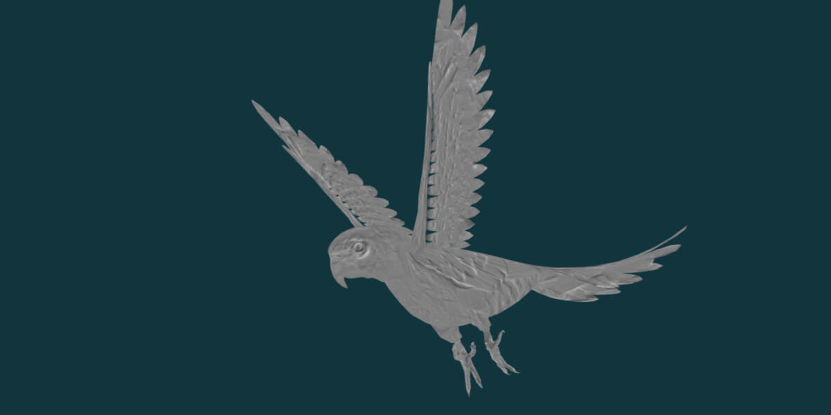 Sun Conures Parakeet Bird - 3D Model by Nyilonelycompany