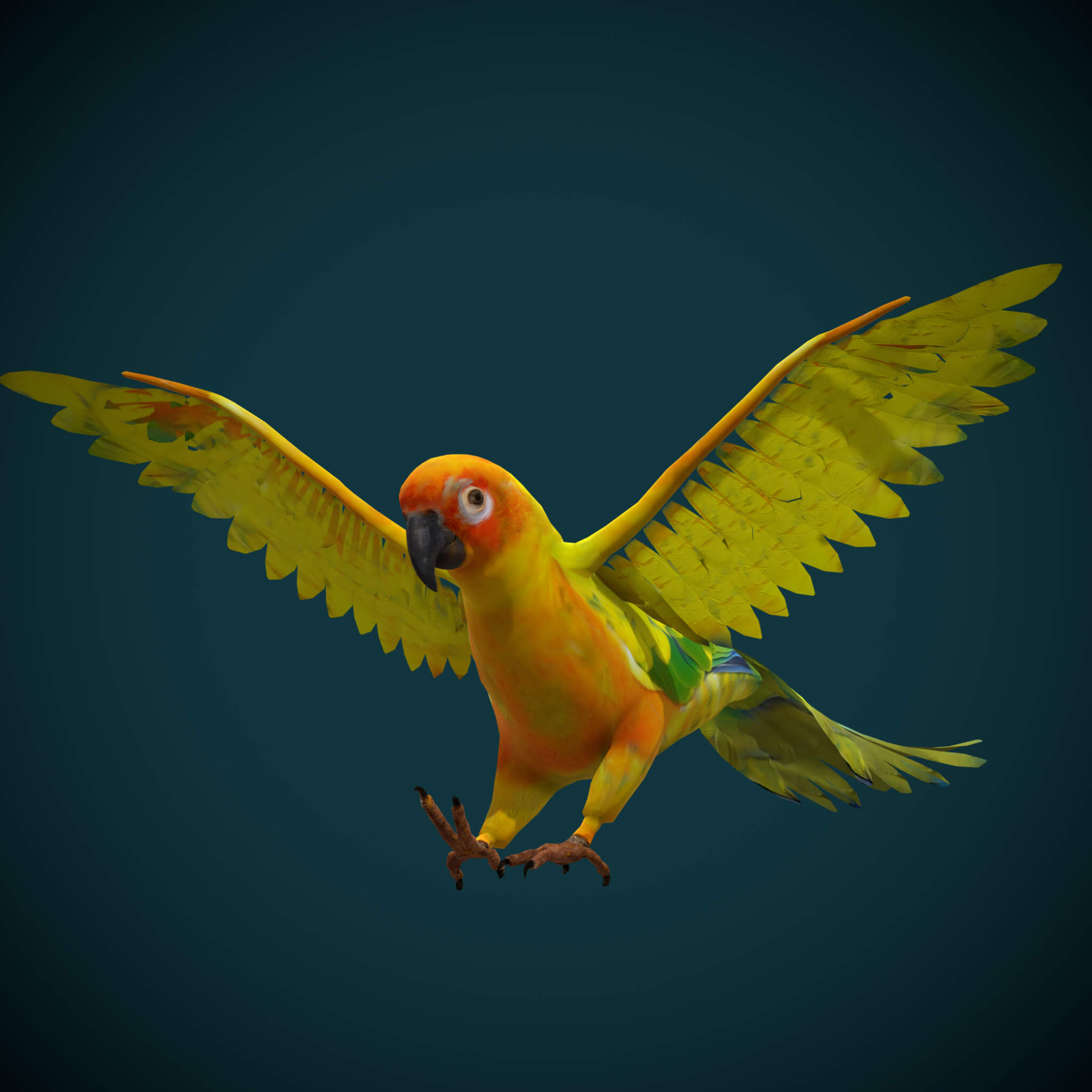 Sun Conures Parakeet Bird - 3D Model by Nyilonelycompany
