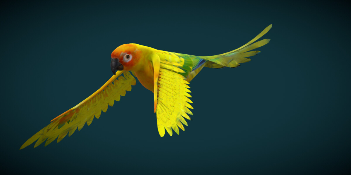 Sun Conures Parakeet Bird - 3D Model by Nyilonelycompany