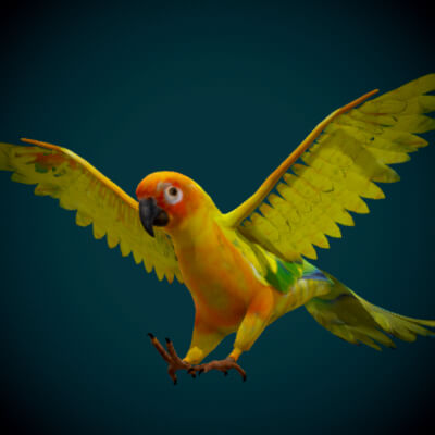 Sun Conures Parakeet Bird - 3D Model by Nyilonelycompany