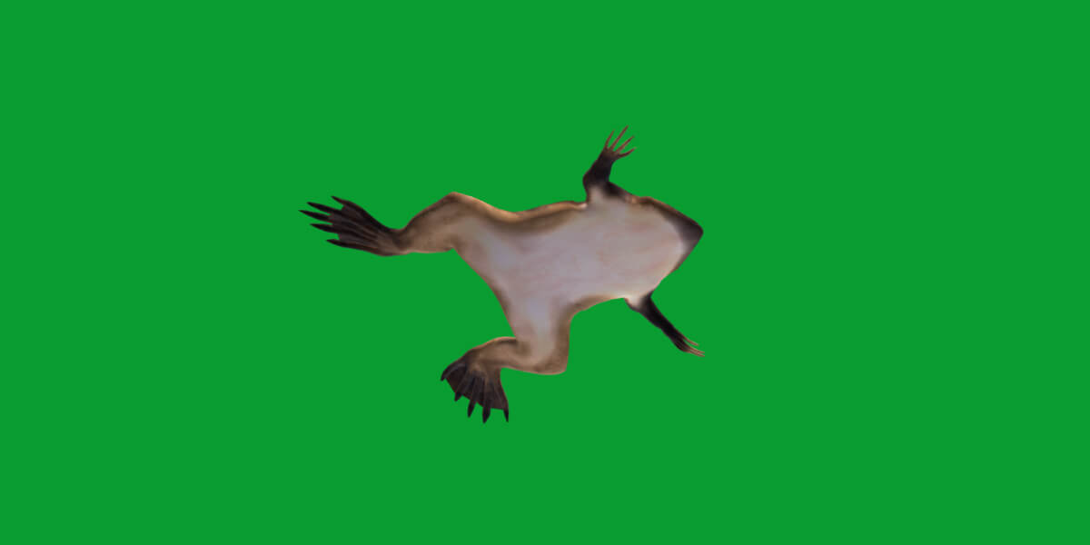 Surinam Toad - 3D Model by Nyilonelycompany