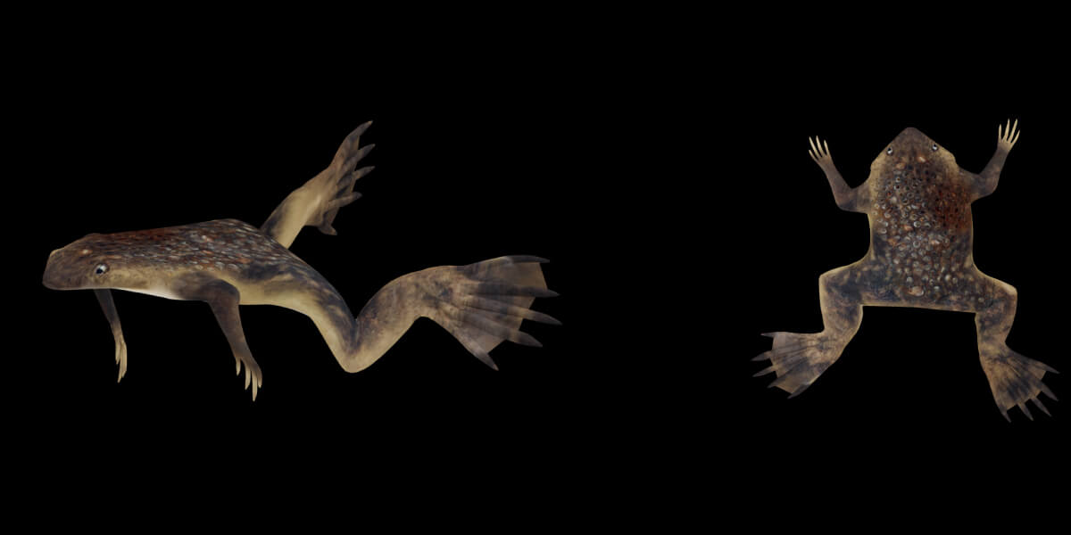 Surinam Toad - 3D Model by Nyilonelycompany