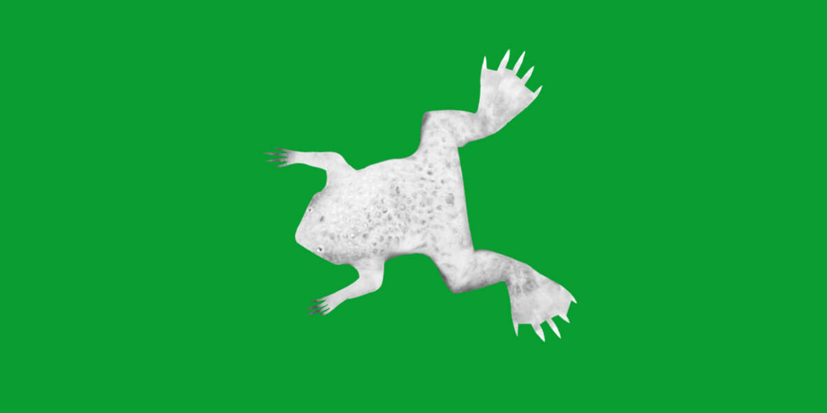 Surinam Toad - 3D Model by Nyilonelycompany