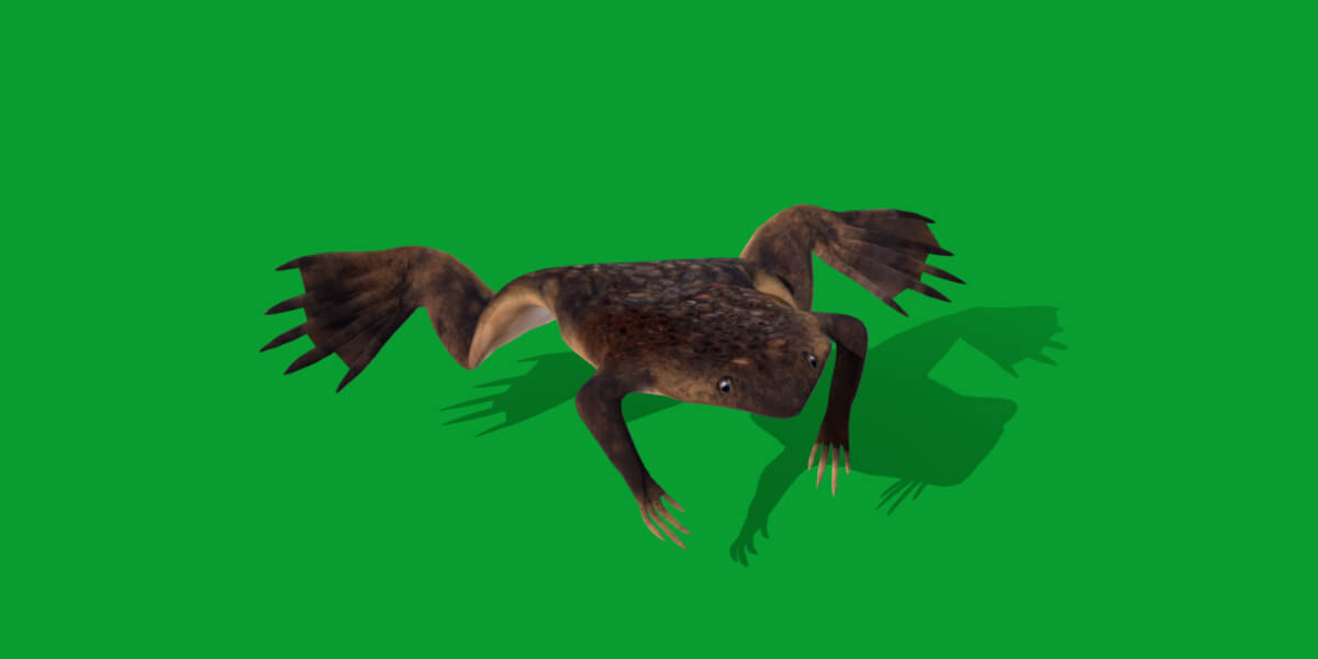 Surinam Toad - 3D Model by Nyilonelycompany