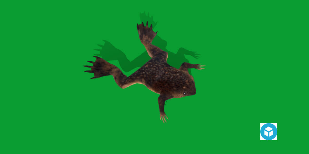 Surinam Toad - 3D Model by Nyilonelycompany