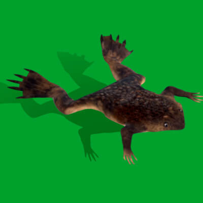 Surinam Toad - 3D Model by Nyilonelycompany