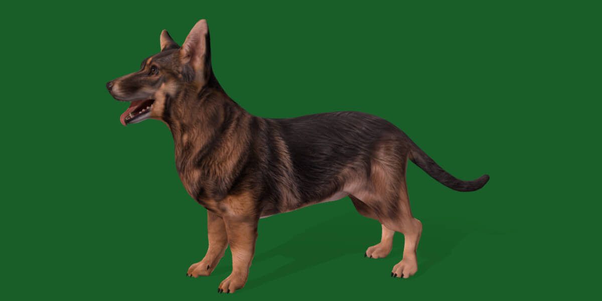 Swedish Vallhund Spitz Dog - 3D Model by Nyilonelycompany