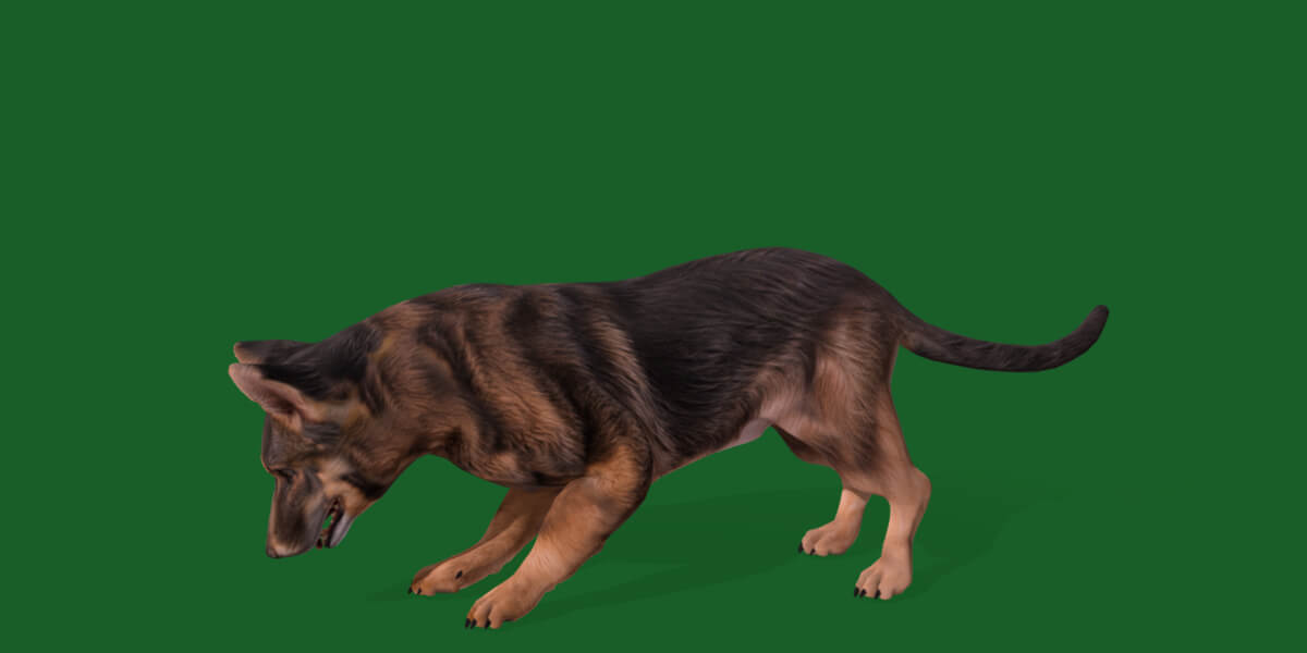 Swedish Vallhund Spitz Dog - 3D Model by Nyilonelycompany
