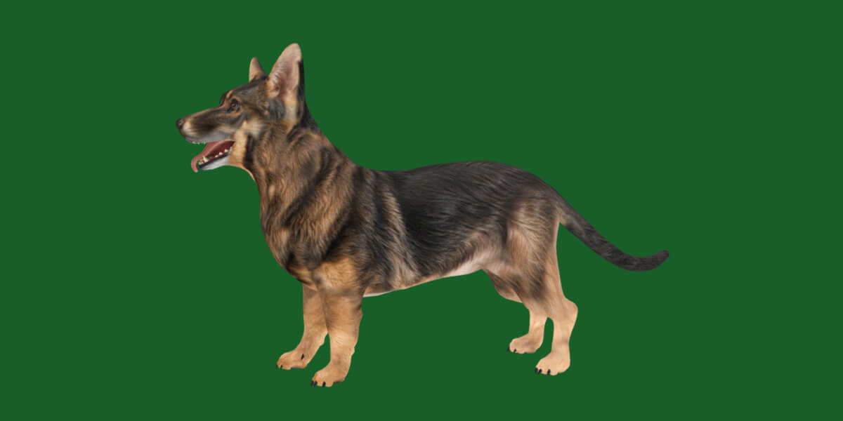 Swedish Vallhund Spitz Dog - 3D Model by Nyilonelycompany