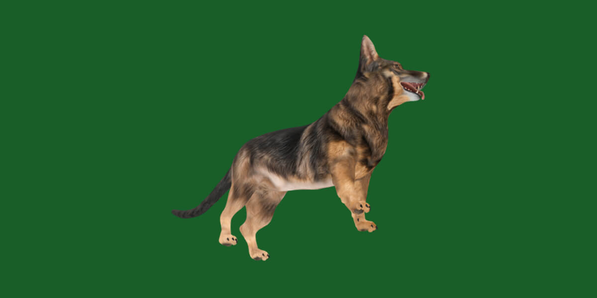 Swedish Vallhund Spitz Dog - 3D Model by Nyilonelycompany