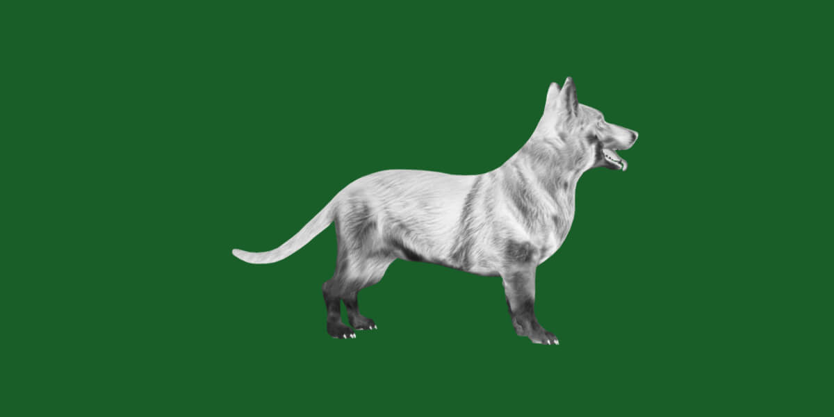 Swedish Vallhund Spitz Dog - 3D Model by Nyilonelycompany