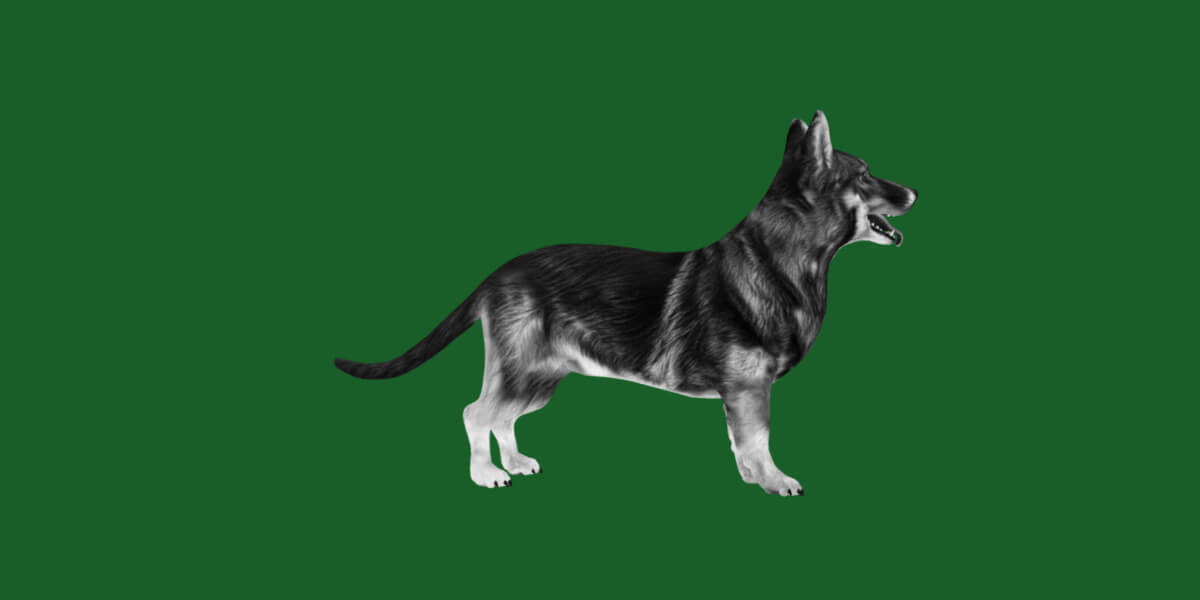 Swedish Vallhund Spitz Dog - 3D Model by Nyilonelycompany