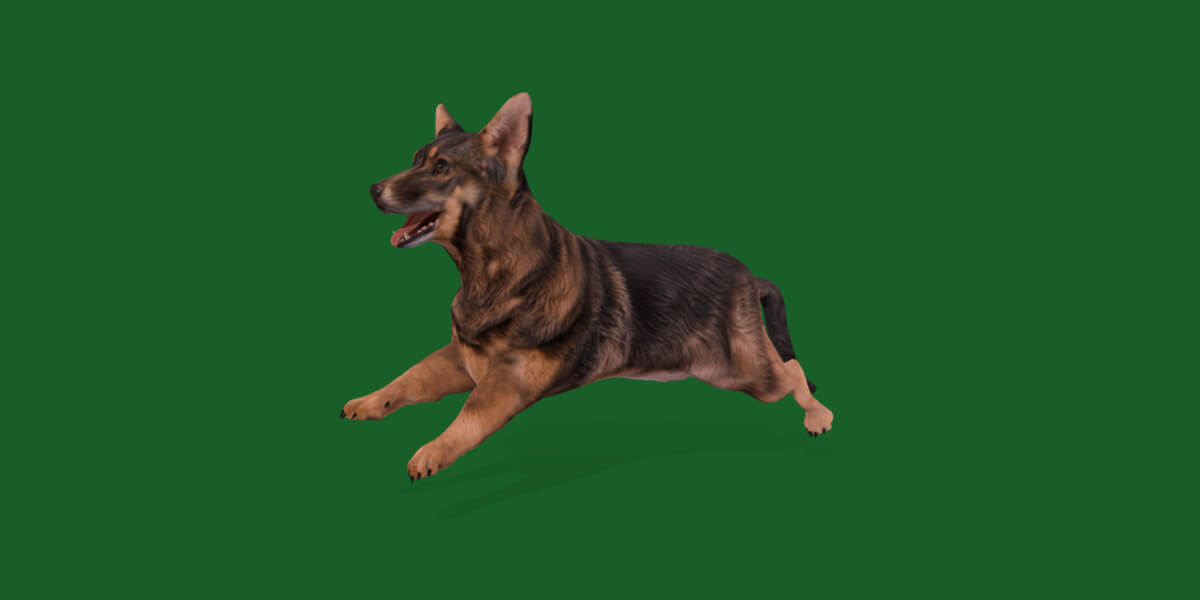 Swedish Vallhund Spitz Dog - 3D Model by Nyilonelycompany