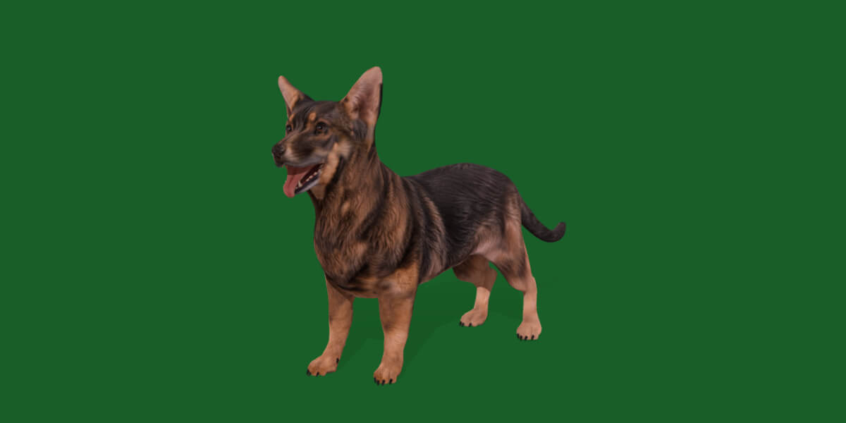 Swedish Vallhund Spitz Dog - 3D Model by Nyilonelycompany