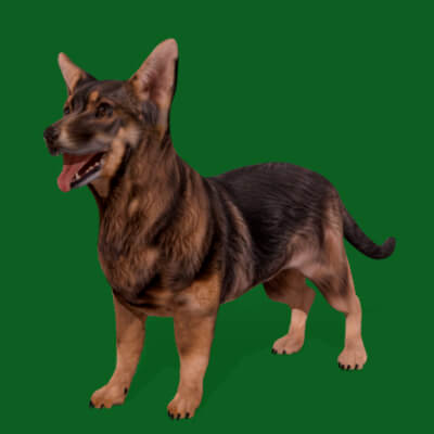 Swedish Vallhund Spitz Dog - 3D Model by Nyilonelycompany