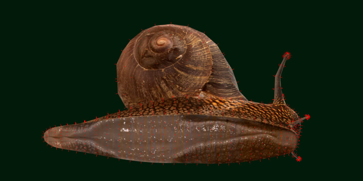 Swinhoe Giant Snail Gastropod - 3D Model by Nyilonelycompany
