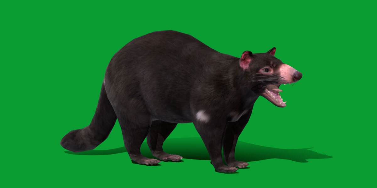 Tasmanian Devil - 3D Model by Nyilonelycompany