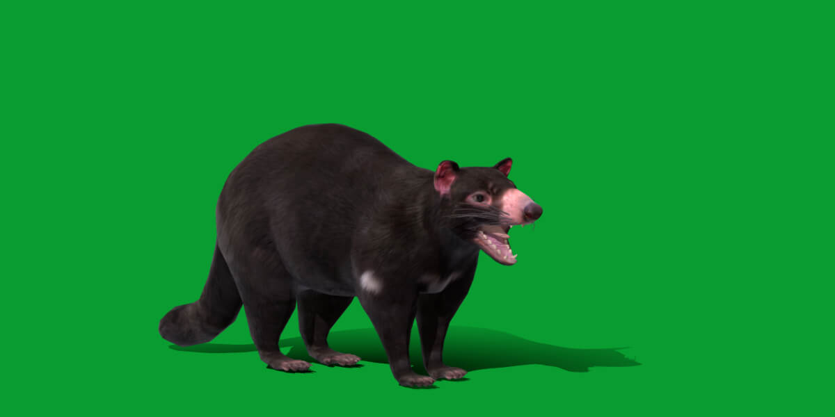 Tasmanian Devil - 3D Model by Nyilonelycompany
