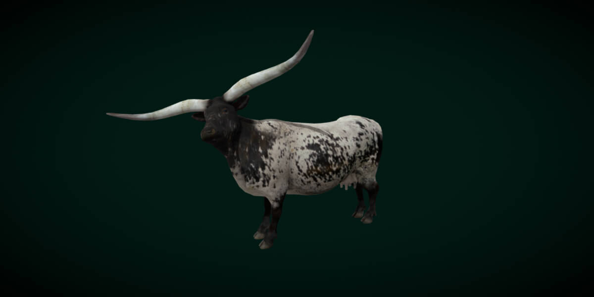 Texas Longhorn Cattle - 3D Model by Nyilonelycompany