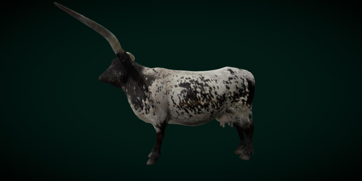 Texas Longhorn Cattle - 3D Model by Nyilonelycompany
