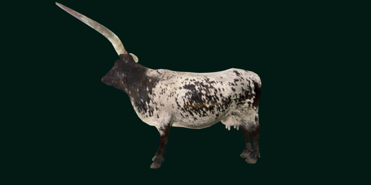 Texas Longhorn Cattle - 3D Model by Nyilonelycompany