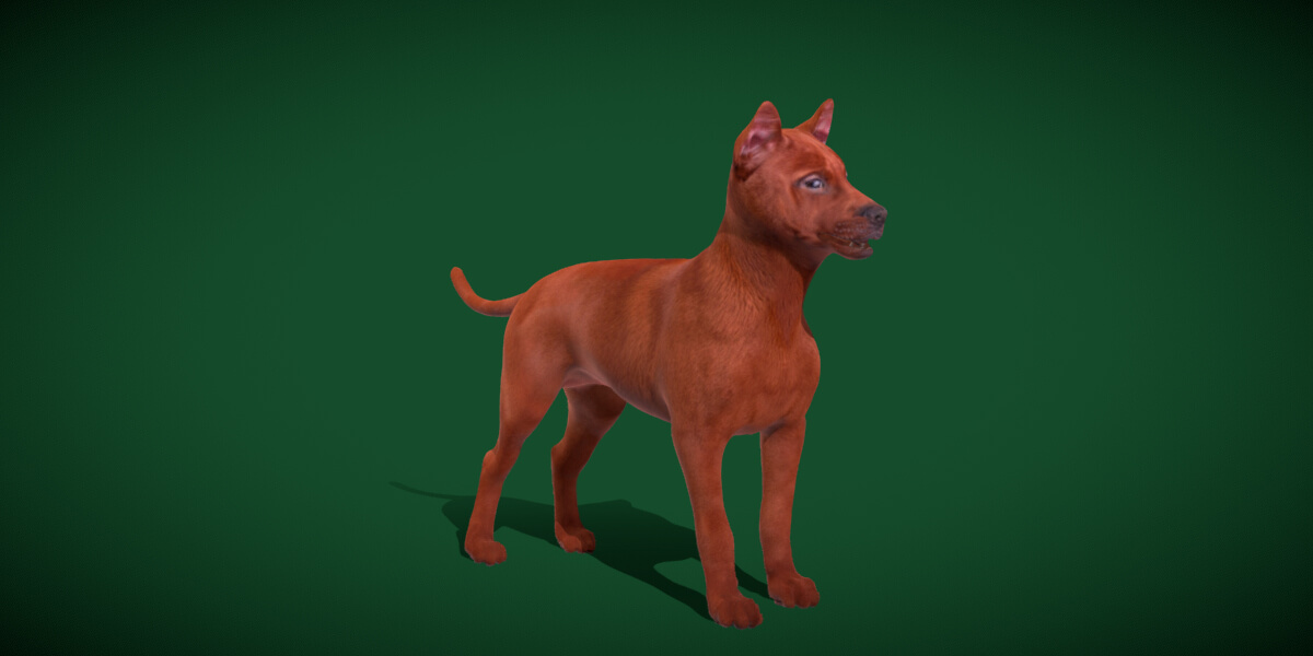 Thai Ridgeback Puppy Dog - 3D Model by Nyilonelycompany