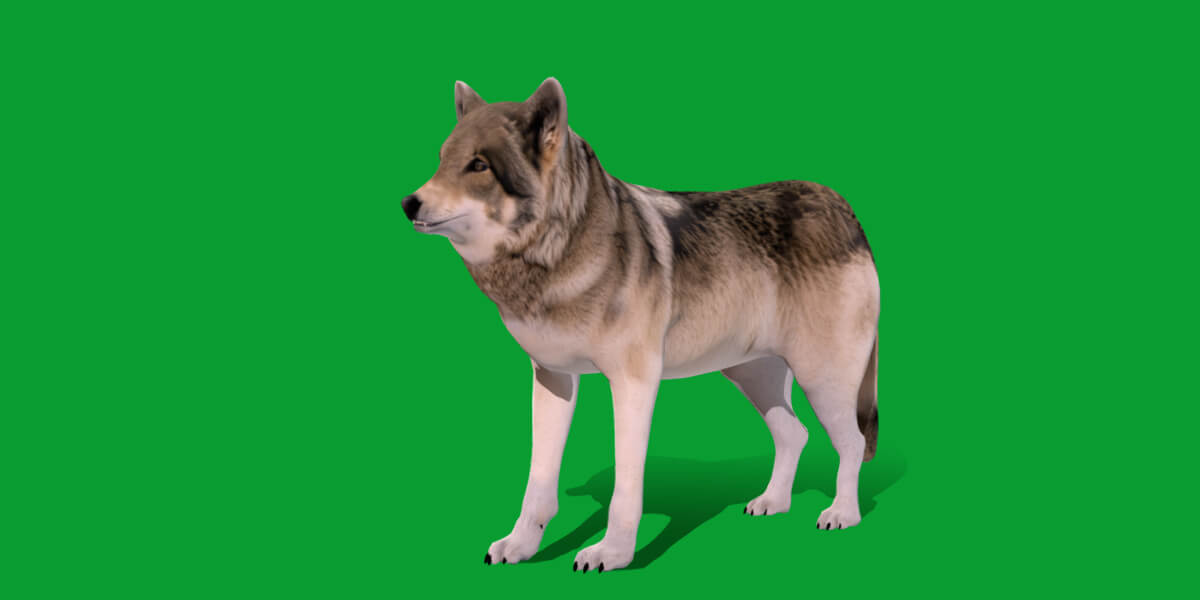 The Gray Wolf - 3D Model by Nyilonelycompany