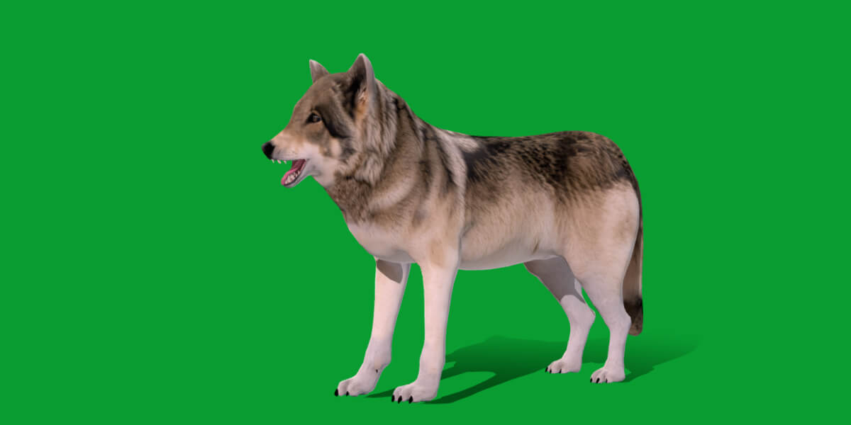The Gray Wolf - 3D Model by Nyilonelycompany
