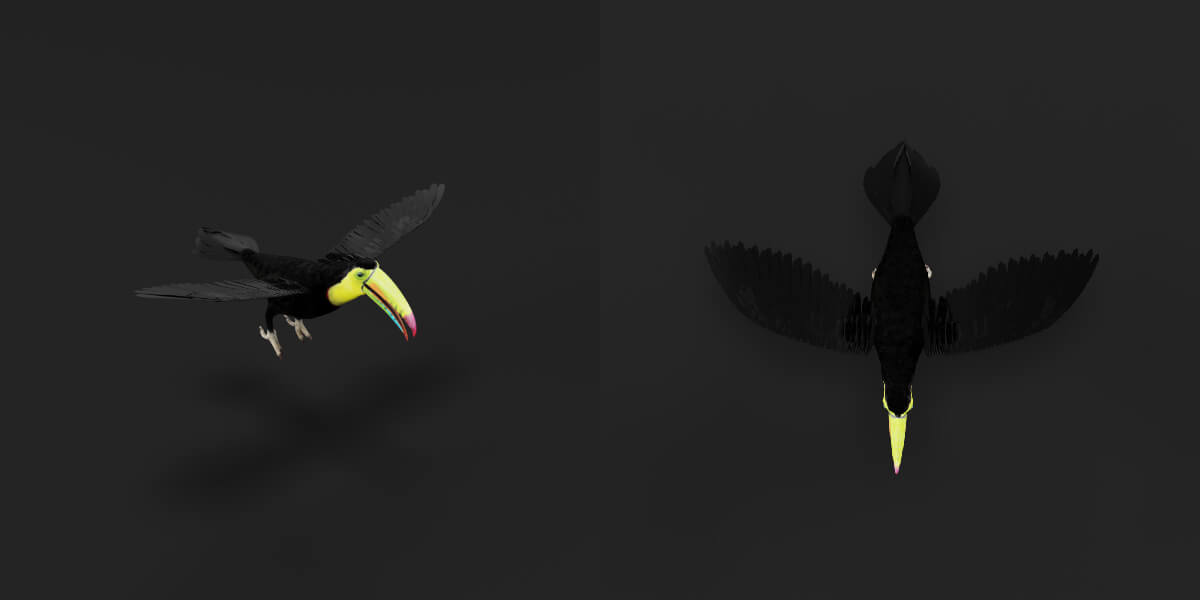 Toucan Ramphastidae Bird - 3D Model by Nyilonelycompany