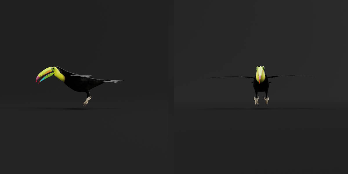 Toucan Ramphastidae Bird - 3D Model by Nyilonelycompany