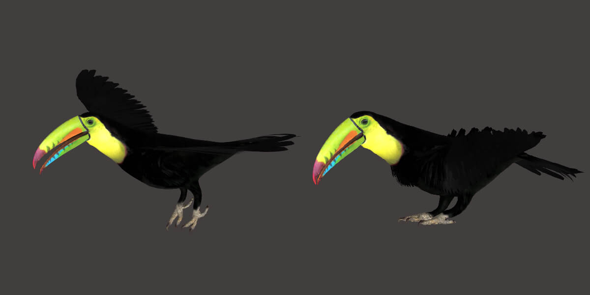 Toucan Ramphastidae Bird - 3D Model by Nyilonelycompany