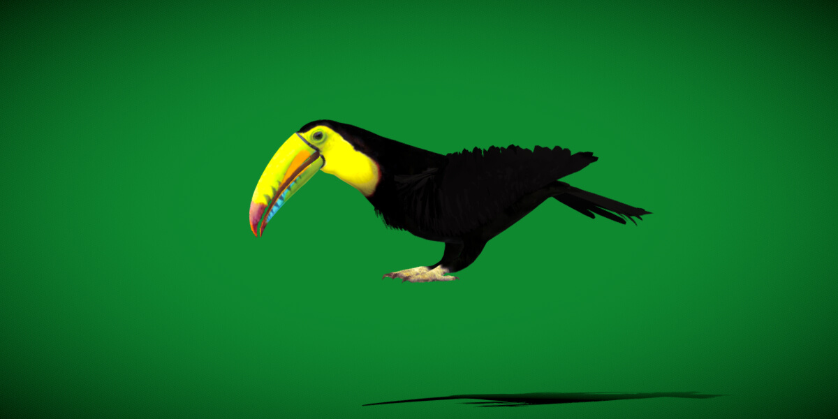 Toucan Ramphastidae Bird - 3D Model by Nyilonelycompany