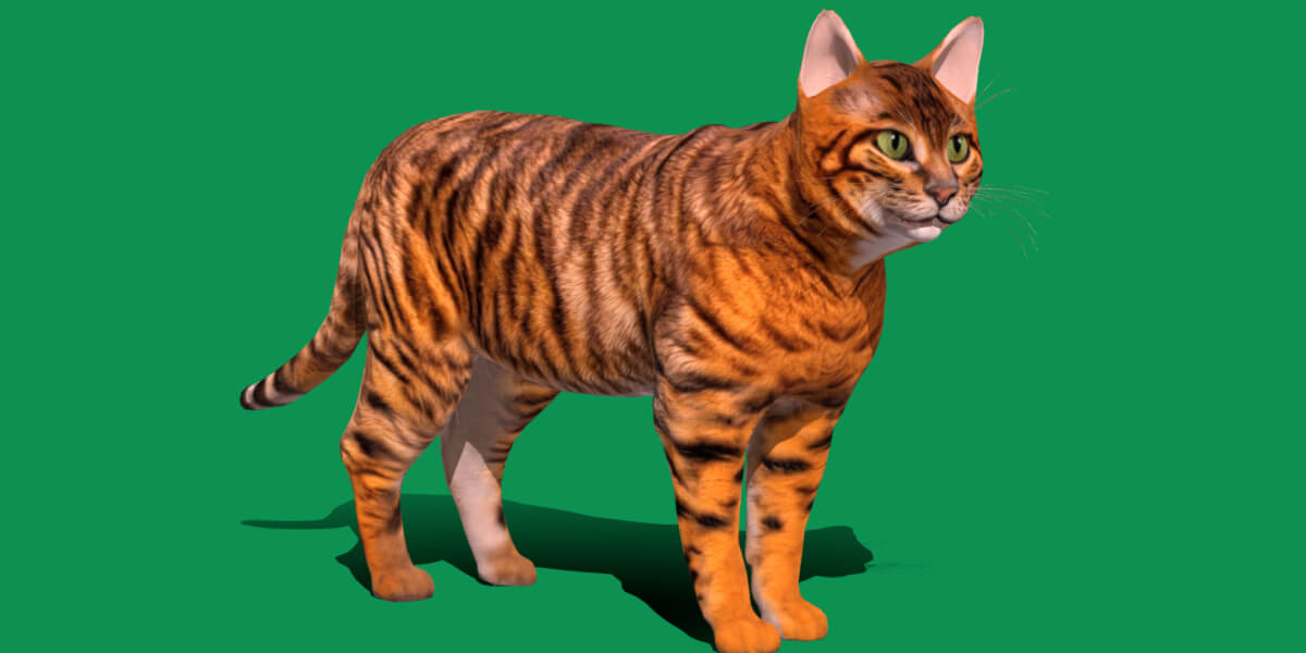 Toyger Domestic Cat - 3D Model by Nyilonelycompany
