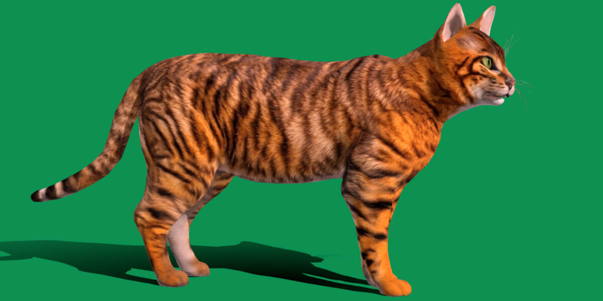 Toyger Domestic Cat - 3D Model by Nyilonelycompany