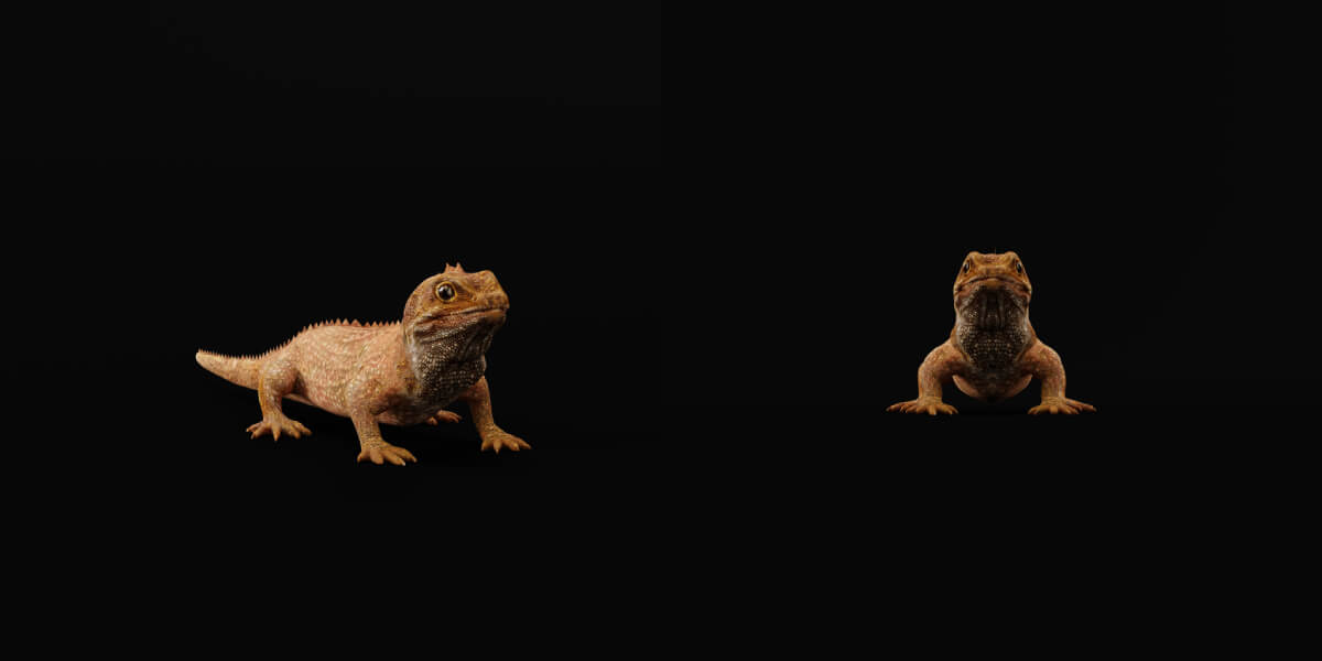 Tuatara Reptile - 3D Model by Nyilonelycompany