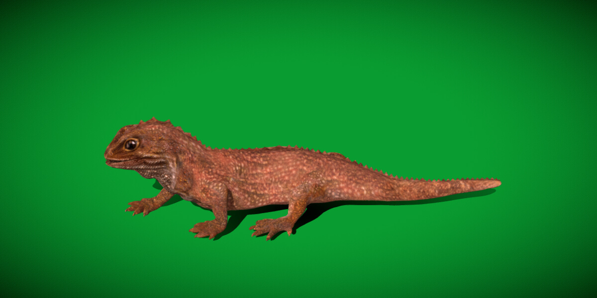 Tuatara Reptile - 3D Model by Nyilonelycompany