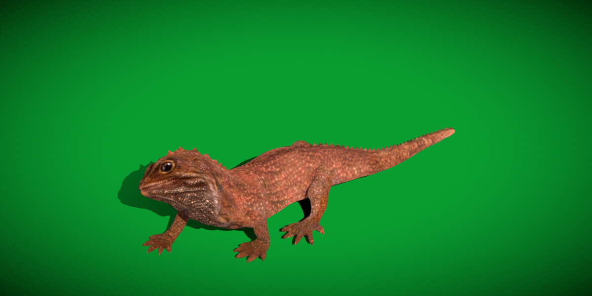 Tuatara Reptile - 3D Model by Nyilonelycompany