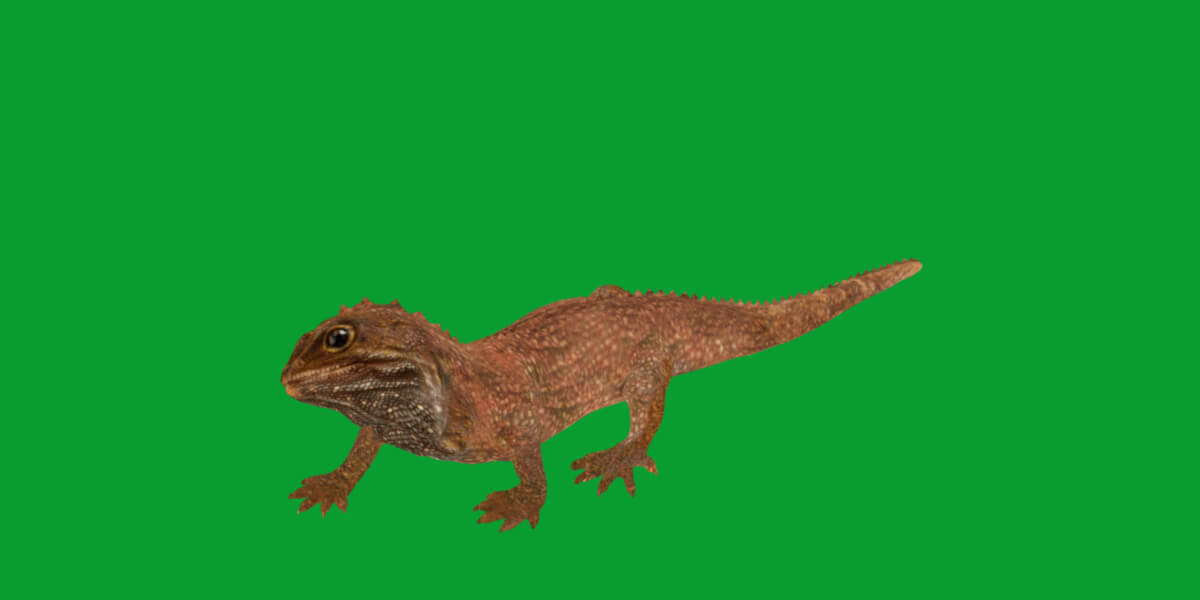 Tuatara Reptile - 3D Model by Nyilonelycompany