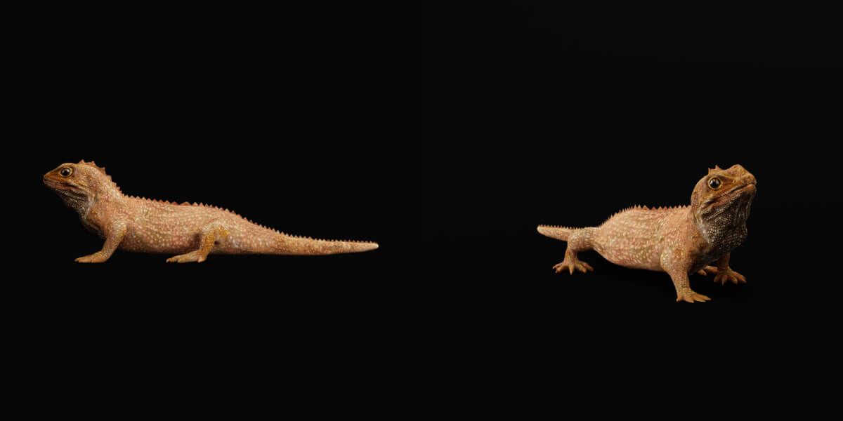 Tuatara Reptile - 3D Model by Nyilonelycompany